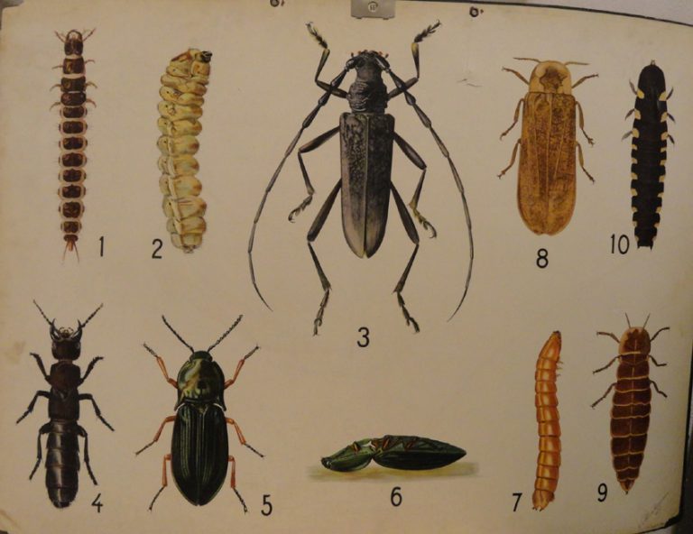 [:sv]Insekter i Cavoniusarkivet[:] - Svenska skolhistoriska föreningen ...